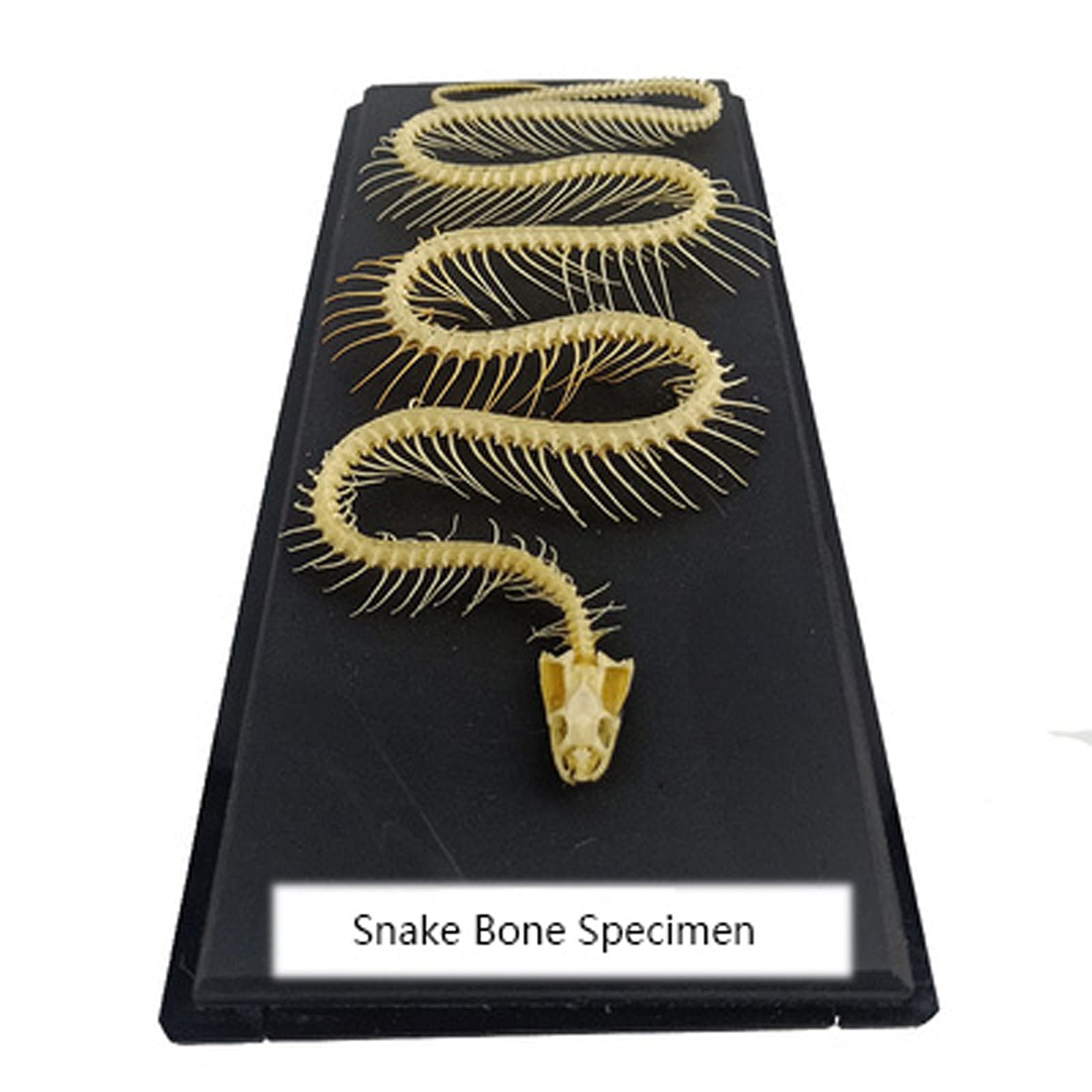 Mua Snake Bone Specimen, Clear Resin Snake Specimen Animal Skeleton ...