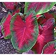 Amazon.com : Votaniki Caladium Buck Bulbs for Planting - Elegance for ...