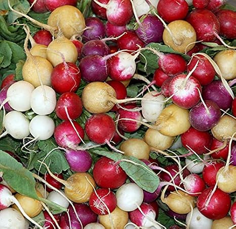 Radieschen Rainbow Mix - 200 Samen: Amazon.de: Garten