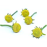 Amazon.com : Acmella oleracea (Buzz Buttons) Szechuan Buttons : 60 ...