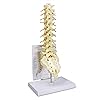 GPI Anatomicals - Sacrum T8 Spine Model with L-1 Through L-5 and T-12 ...