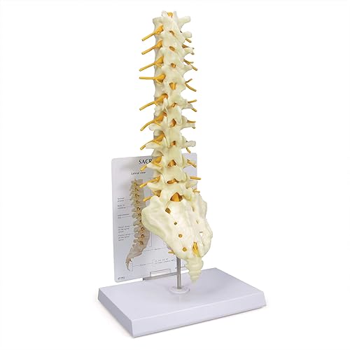 GPI Anatomicals - Sacrum T8 Spine Model with L-1 Through L-5 and T-12 ...