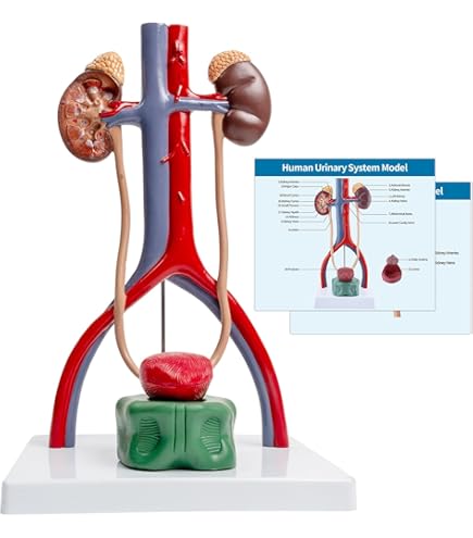 Urinary System Anatomy Model Anatomy And Physiology II Urinary