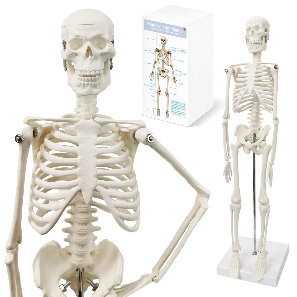 Mua 2024 New HADWYN Scientific Human Body Model for Anatomy,Human ...