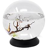Amazon.com : EcoSphere Closed Aquatic Ecosystem, Small Sphere ...