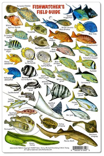 Caribbean Fish Species Identification