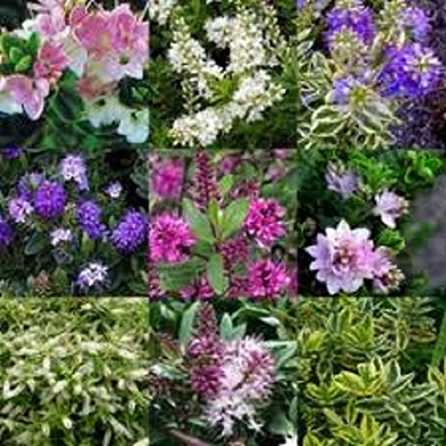3 x HEBE IN 9CM POTS HARDY EVERGREEN QUALITY SHRUBS MIXED HEBES: Amazon ...