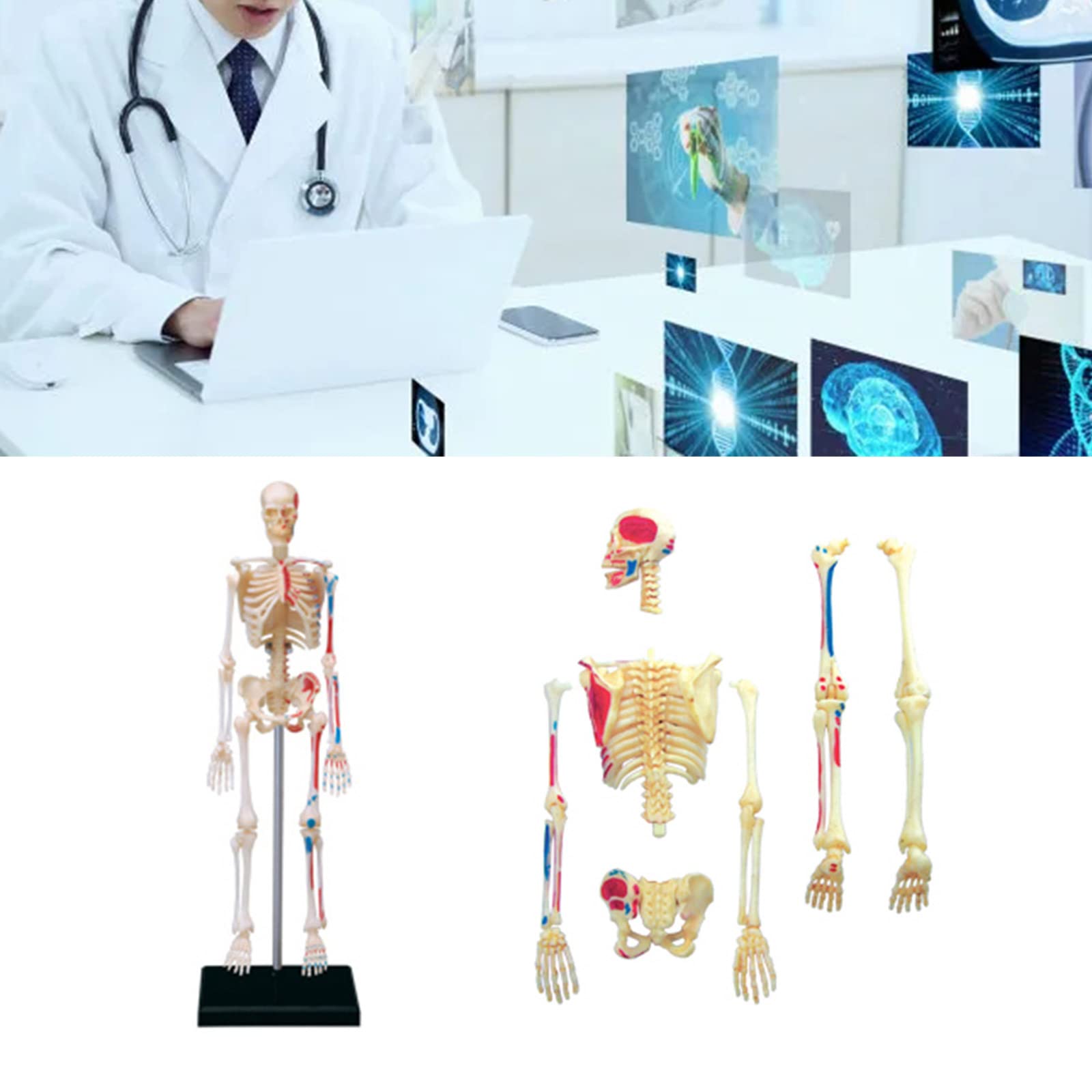 Mua wennqe Removable Mini Human Skeleton Model Full Body Small Skeleton ...