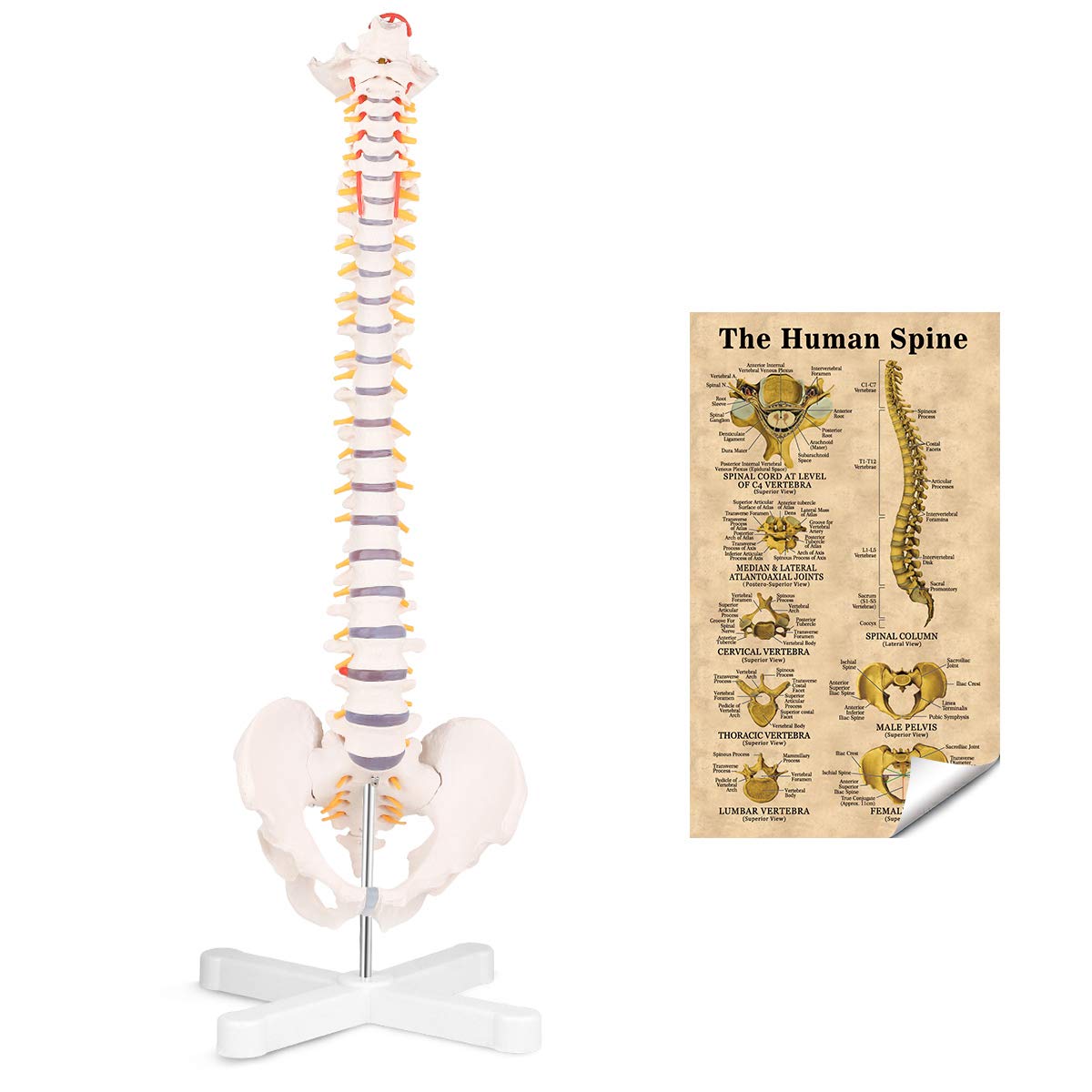 LYOU Flexible Spine Model, 31'' Life Size Spine Anatomical Model with ...