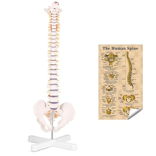 31 Life Size Spinal Cord Model with Vertebrae RONTEN Spine Model Mount ...