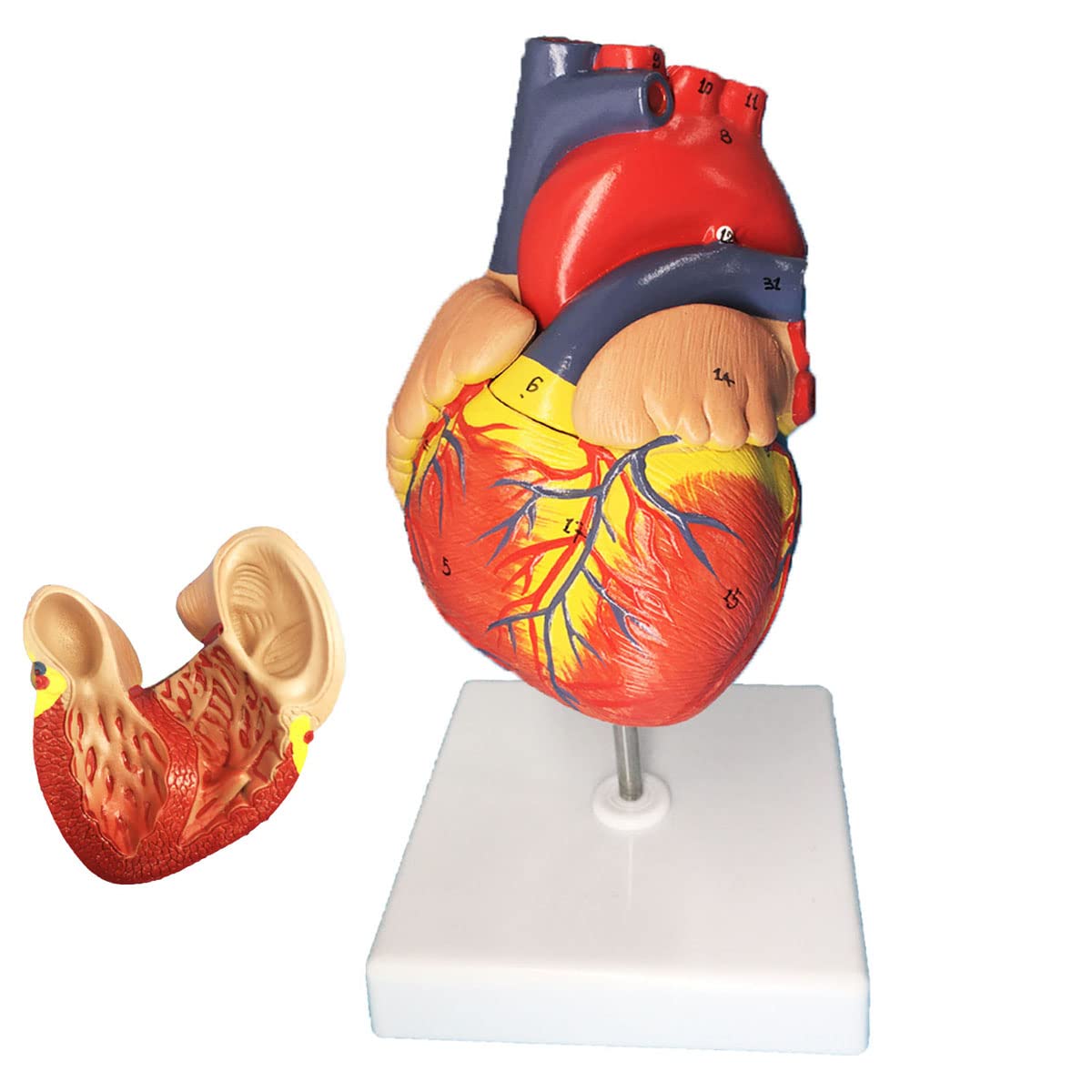 Mua Veipho Heart Model, Heart Model Anatomy with Stand, Human Heart ...