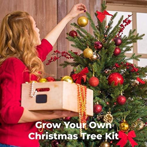 Grow Your Own Christmas Tree – Grow 4 Different Types of Christmas Tree ...