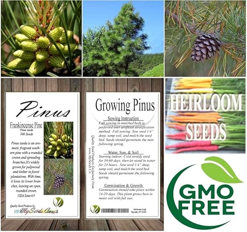 Loblolly Pine Tree Pinus Taeda 20 Seeds Tree Seeds