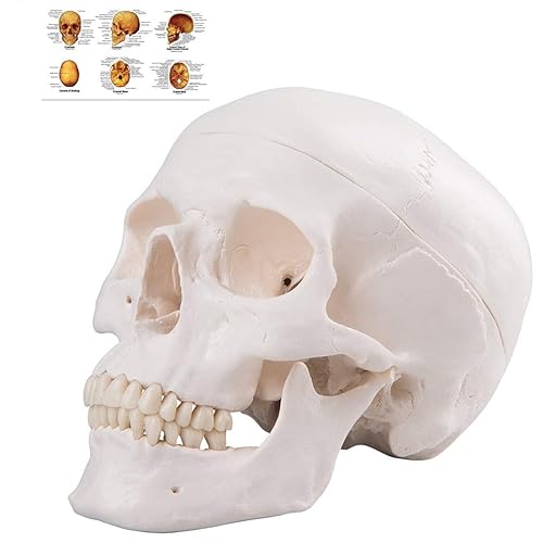 Human Skull Anatomical Model, Life Size Replica Adult Human Anatomy ...