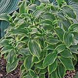 Tricyrtis formosana - How to grow & care