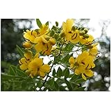 Amazon.com: Cassia siamea Kassod Tropical Tree seeds Bright Yellow Blooms Popcorn Scented Leaves ...