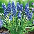 Amazon.com : Votaniki Muscari Armeniacum Bulbs - Perennial Muscari 'Grape Hyacinths' | Fragrant ...