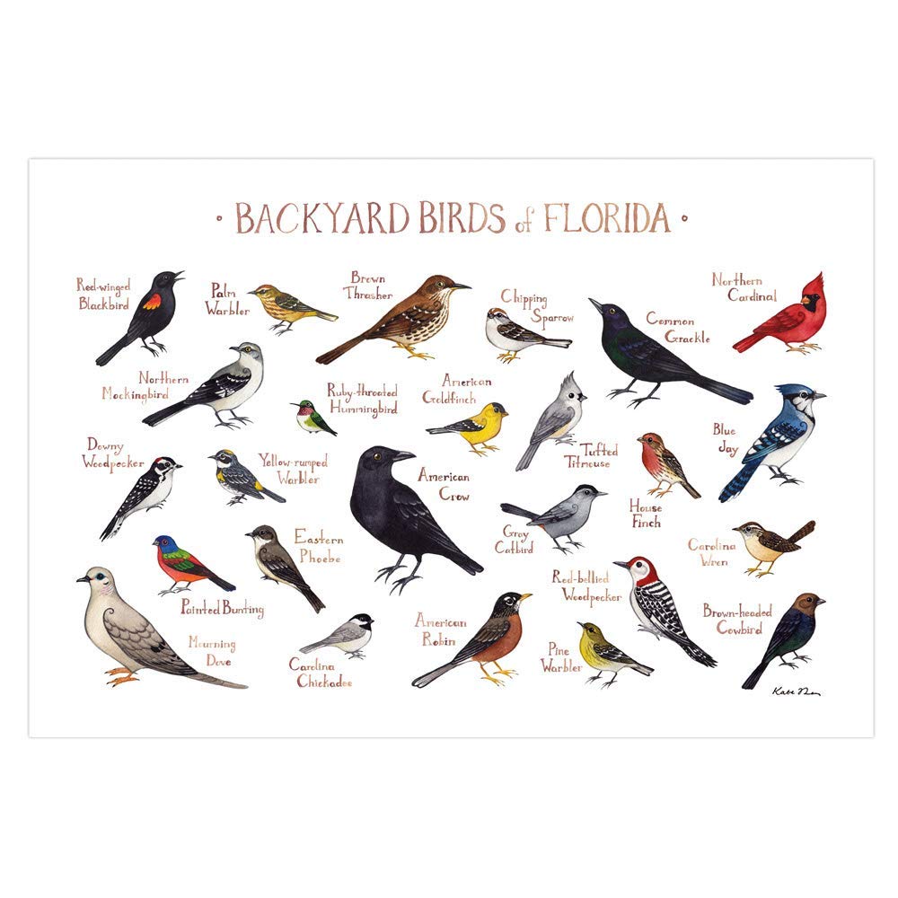 Amazon.com: Backyard Birds of Florida Field Guide Art Print: Handmade