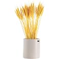 Amazon.com: 50pcs Natural Dried Wheat Stalks 17 inch Gold Ears of Wheat ...