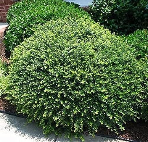 Compacta Holly Ilex Crenata 'Soft Touch' Compact Japanese Holly