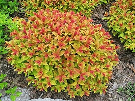 3X Garden Shrub Plants, Spiraea Goldflame. Pink Flowering, Gold Leaves ...