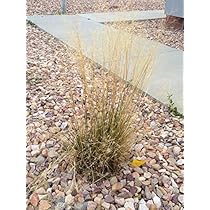 Indian Rice Grass Seeds