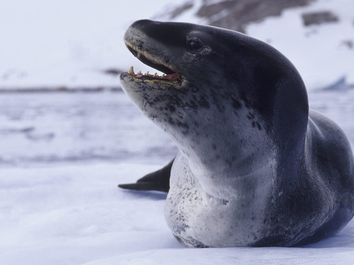 Watch Animal Battlegrounds - Season 1 | Prime Video