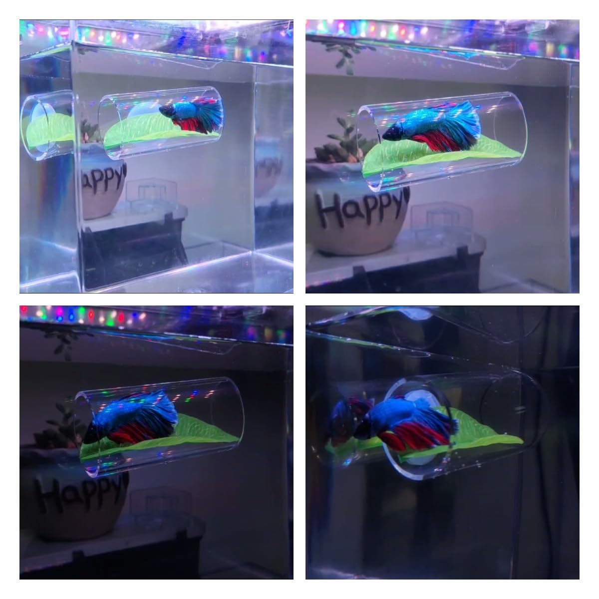 Mua Betta Fish Acrylic Tube Tunnel,Hollow Design for Better Observation ...