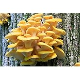 Amazon.com : 100 Pearl Oyster Mushroom Plug Spawn to Grow Gourmet ...