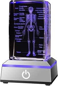 Amazon.com: IFOLAINA Human Skeleton Model Body 3D Laser Crystal ...