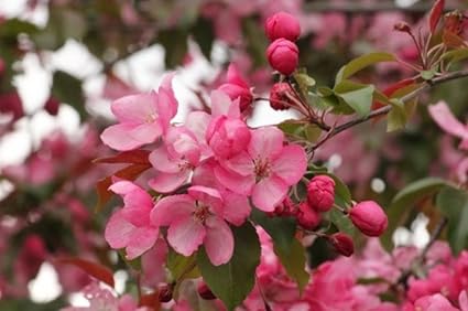 Malus Mokum Purple Leaf Crab Apple Tree 5-6ft Supplied in a 7.5 Litre ...