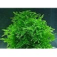 Amazon.com: Big Kahuna Aquatics - Java Moss Taxiphyllum Barbieri Easy Live Aquarium Plant, Green ...