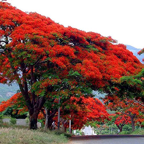 AGROBITS 10 Rouge Royal Poinciana Delonix Regia Tropical Flamboyant ...
