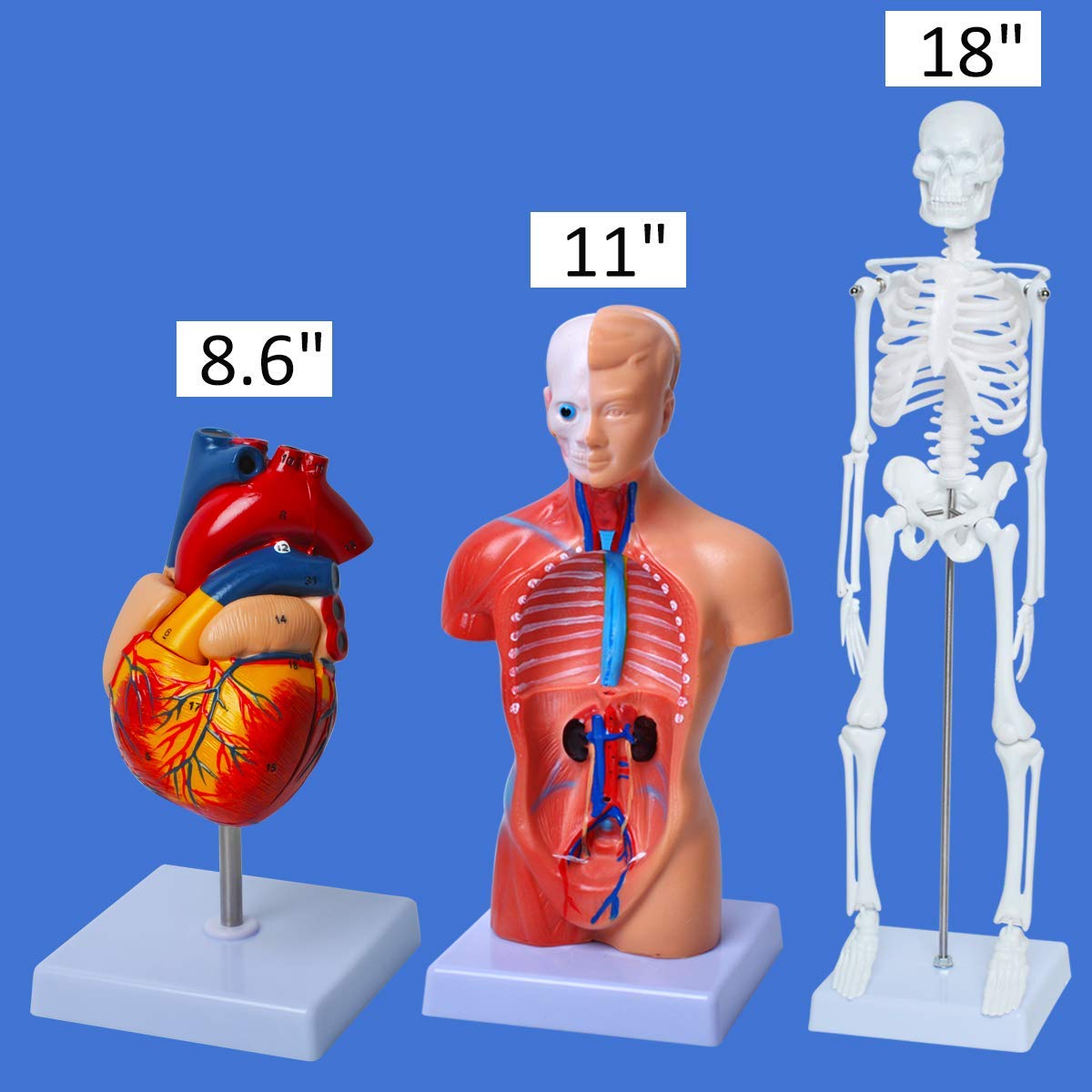 Mua Wadoy Human Anatomy Models Bundle Set, Brain, Human Torso Body ...