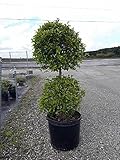 Syzygium paniculatum - How to grow & care