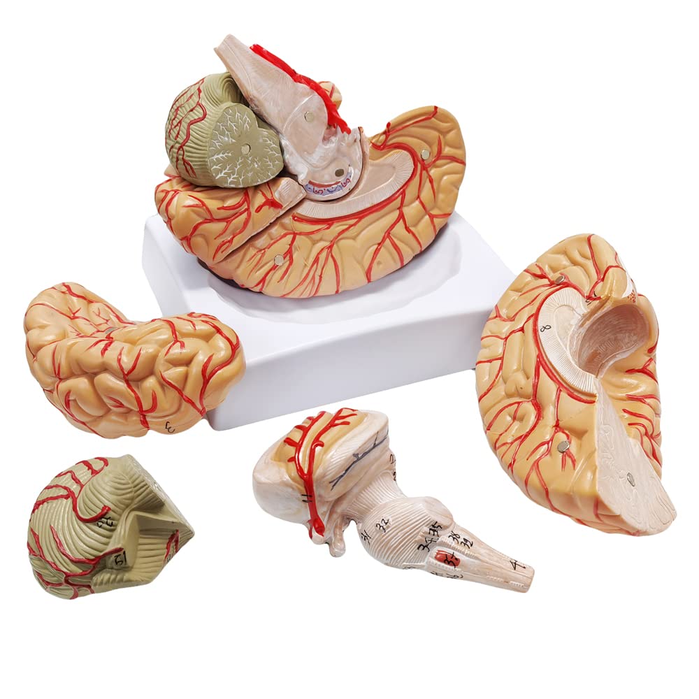 Human Brain Model VEVOR Anatomy 9-Part Model Of Brain Life Size ...