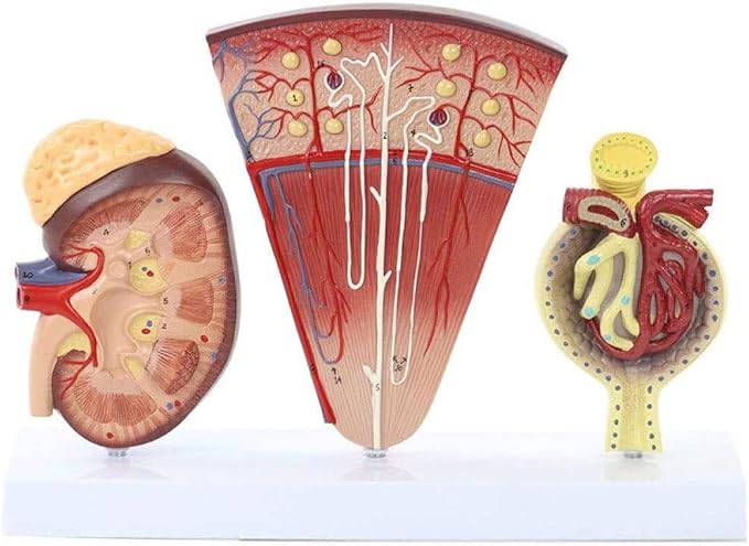 Human Glomerular Nephron Kidney Anatomy Model Urinary System Model of ...