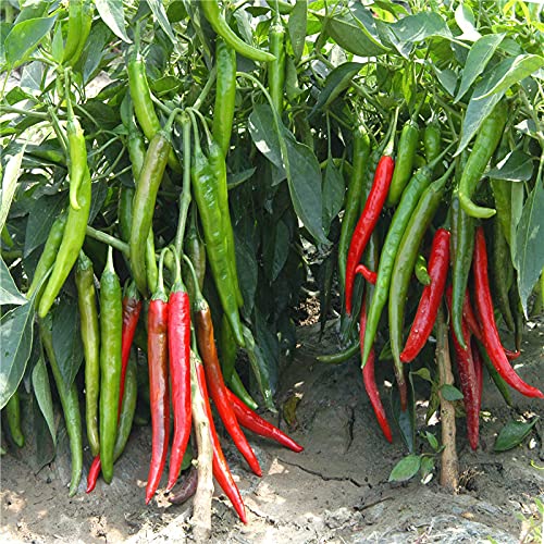The WomenLand Long hot Chili xianjiao Giant Spicy Chili Hot Pepper ...