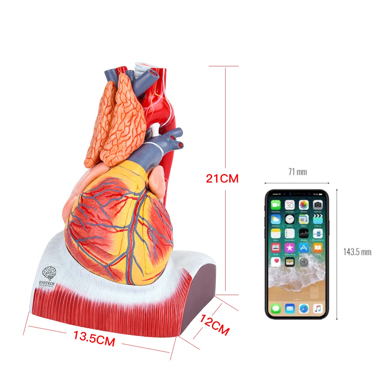 Mua Evotech Deluxe Human Heart Model with Thymus Gland & Diaphram Base ...
