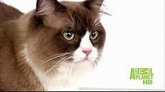 Amazon.com: Cats 101: John Fulton, Kevin Draine: Movies & TV