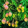 Mango Tree - Live Fruit Tree in a 3 Gallon Pot - Mangifera Indica ...