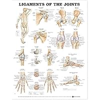 Amazon.com: Ligaments of the Joints Anatomical Chart: 9781587794667 ...