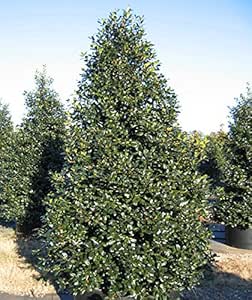 Amazon.com : Blue Girl Holly - Size: 1 Gallon (Ilex meserveae 'Blue ...