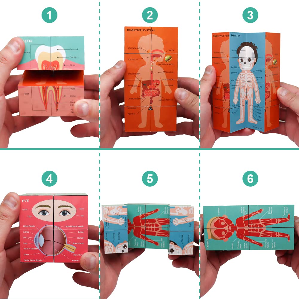 Mua Aliwovo My Body Educational Study Cube Human Cartoon Anatomy Poster ...