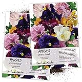 Pansy plants for sale - Grow plants