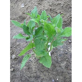 Amazon.com : Crosnes Plants - Stachys affinis, the Chinese artichoke ...