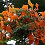 Delonix elata - How to grow & care