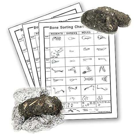 Amazon.com: Barn Owl Pellet: Each: Super Jumbo w Bone Sorting Chart ...
