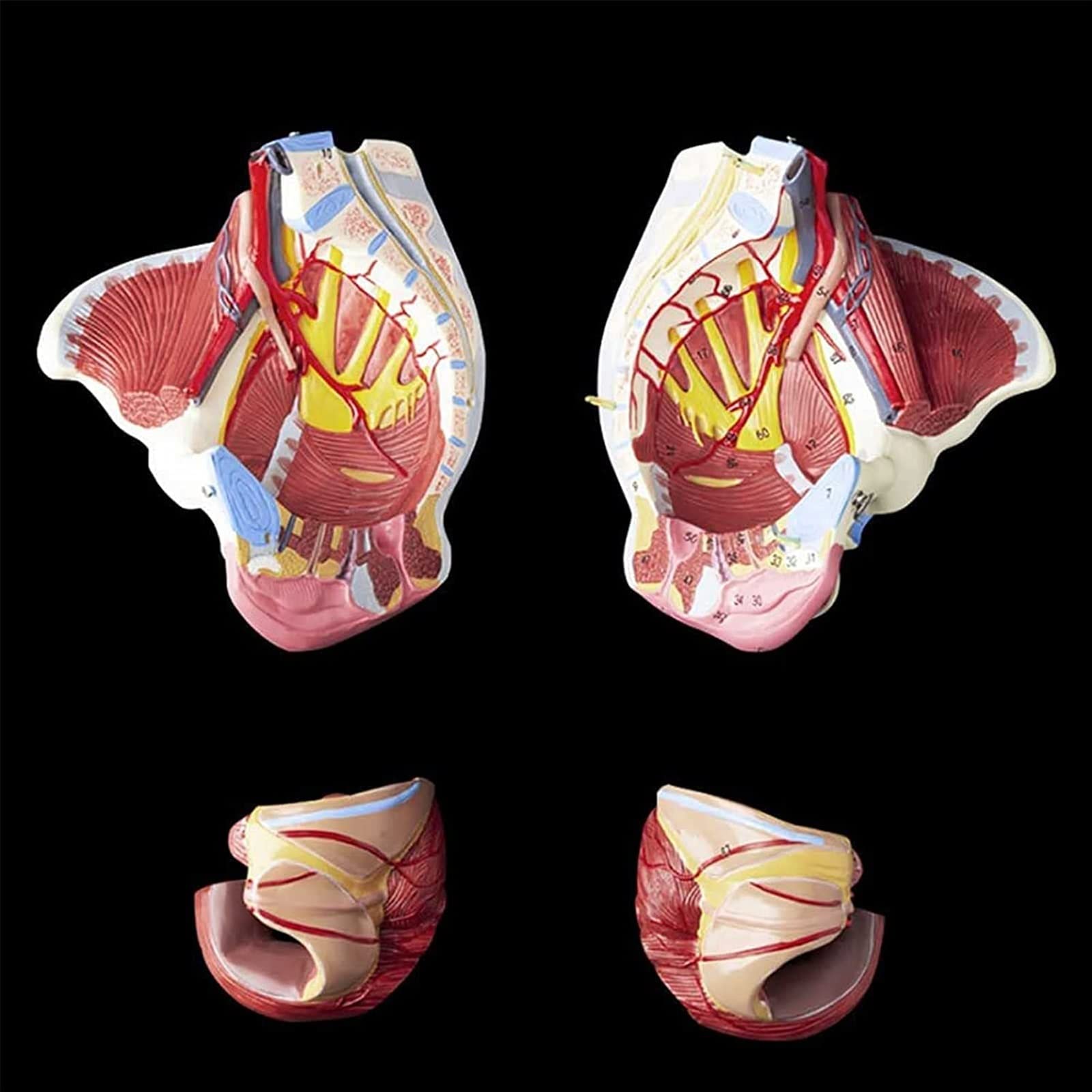 Mua DEIOVR Human Model for Anatomy, Female Pelvis Model with Pelvic ...