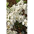 Amazon.com : 250 Spiraea Thun Seeds for Planting-Mellow White Bridal ...